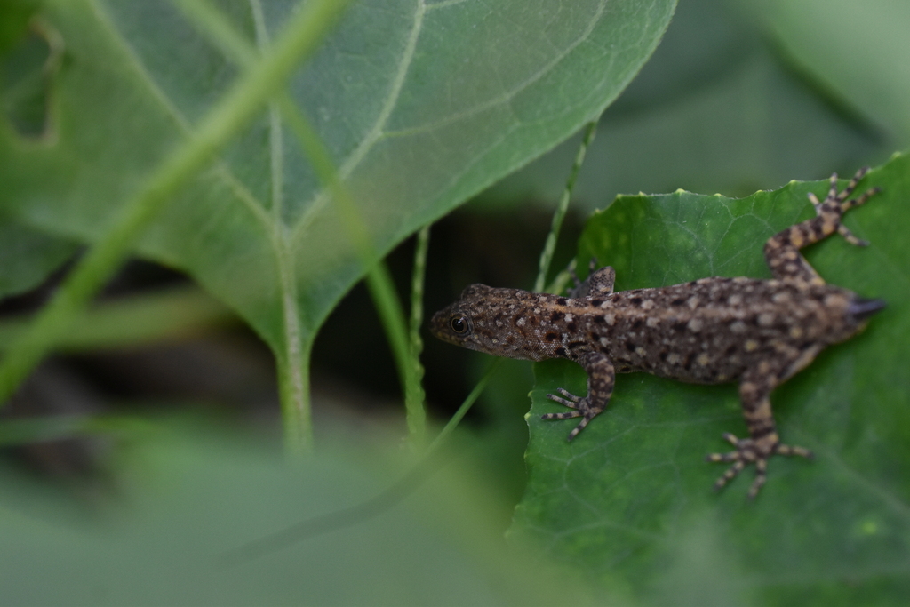 Wiegmann's Striped Gecko in June 2024 by kayamonster · iNaturalist