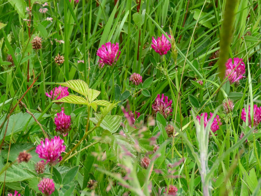 Zigzag Clover from Devon, UK on June 12, 2024 at 11:16 AM by Hilary J ...