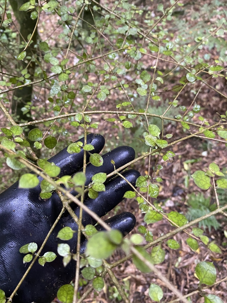 thin leaved coprosma from Khandallah Park, Wellington, Wellington, NZ ...