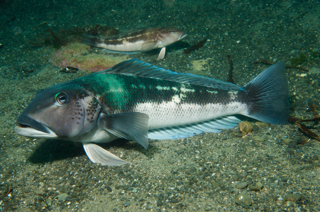 New Zealand Blue Cod from Wellington, New Zealand on February 20, 2014 ...