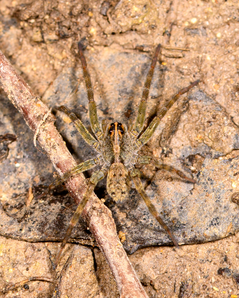 Georgia Wolf Spider from Garland, TX, USA on June 13, 2024 at 07:59 AM ...