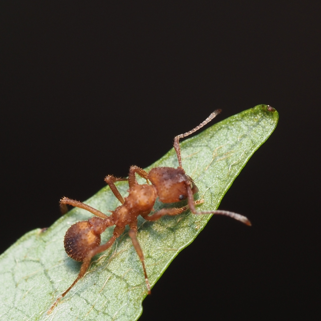 Northern Fungus-farming Ant from Harrison County, TX, USA on June 8 ...