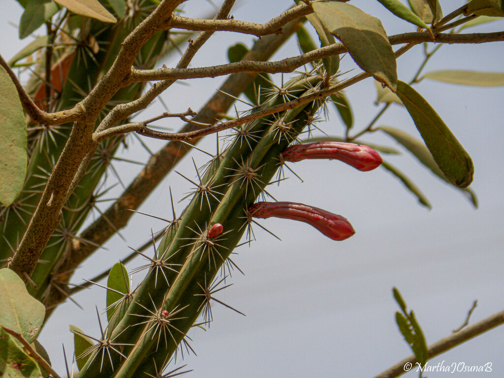 Octopus Cactus in June 2024 by marthajudithosunablancas. MINOLTA ...