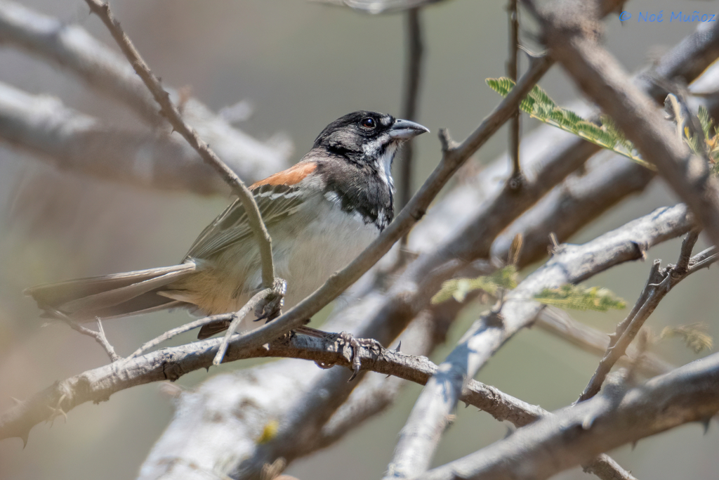 Black-chested Sparrow from Autlán de Navarro, Jal., México on June 8 ...
