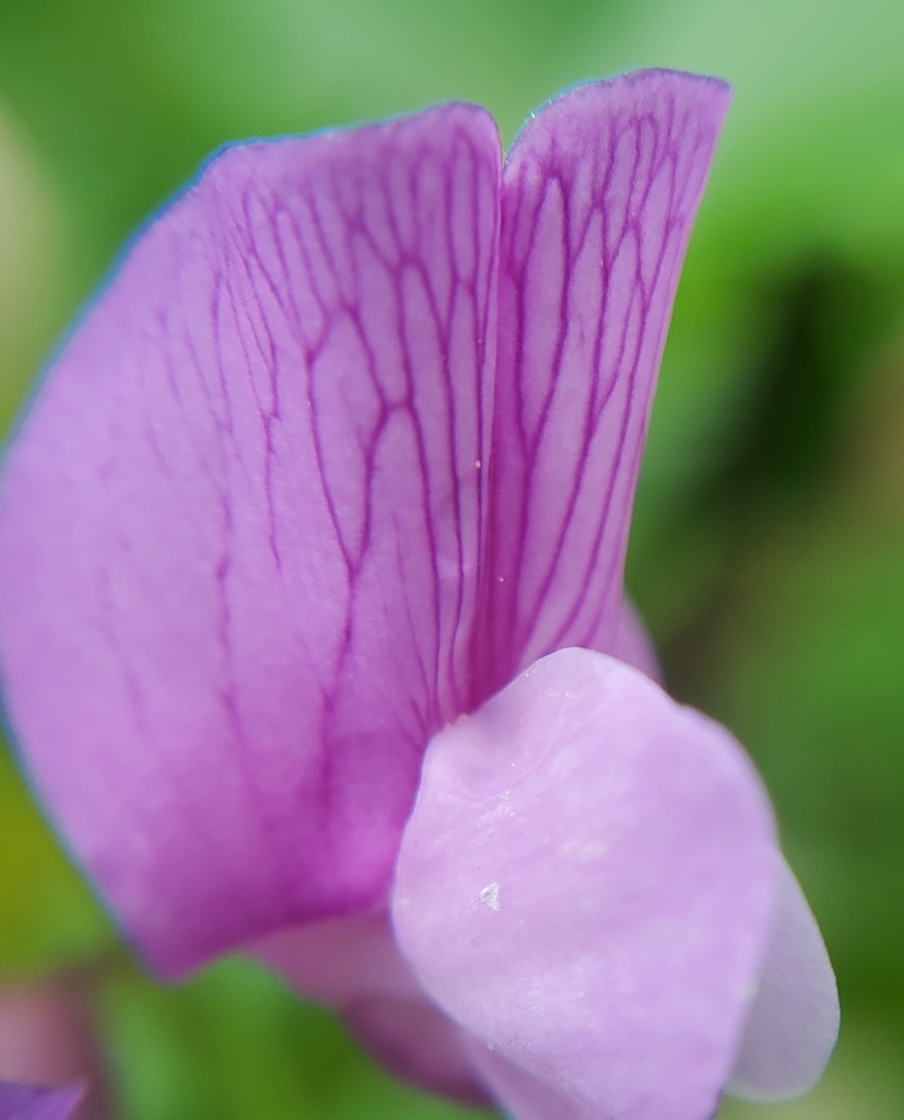 marsh pea from Buffalo Township, MN 55313, USA on June 3, 2024 at 10:45 ...