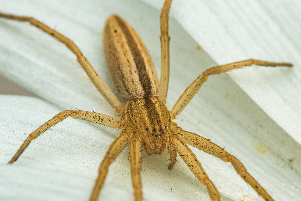 Oblong Running Spider in June 2024 by Alan Yoshioka · iNaturalist