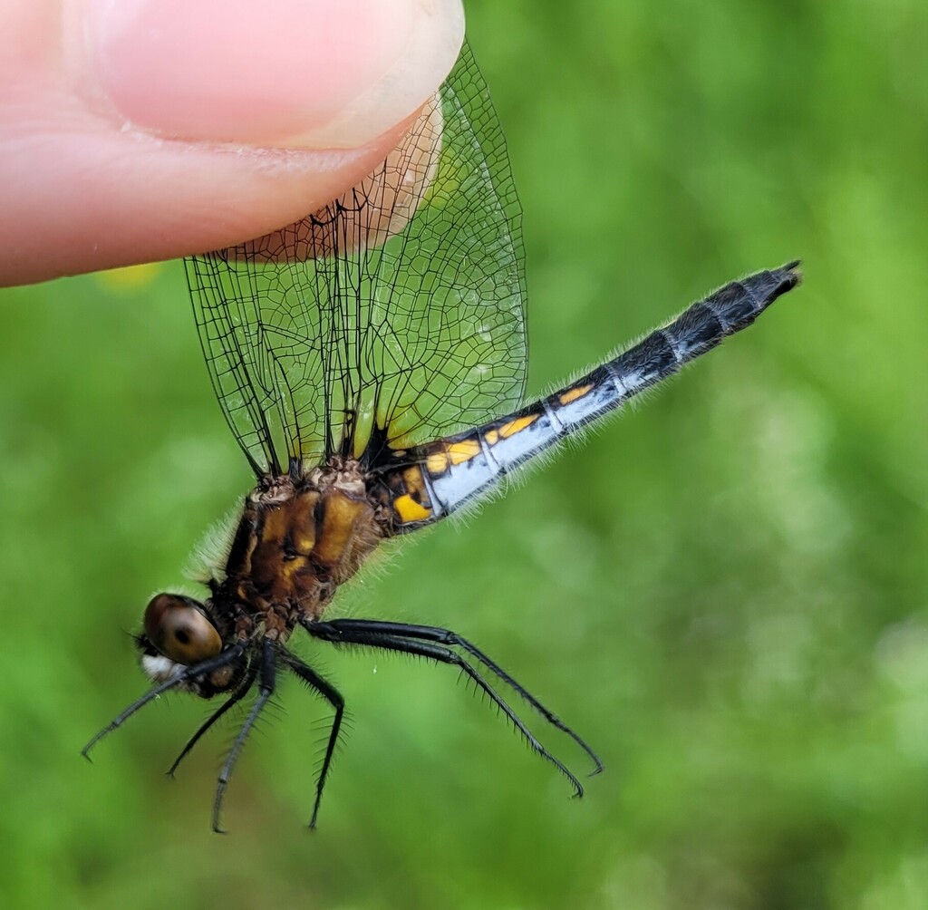 Dot-tailed Whiteface from Fitzroy Provincial Park, GroupCamp picknic ...