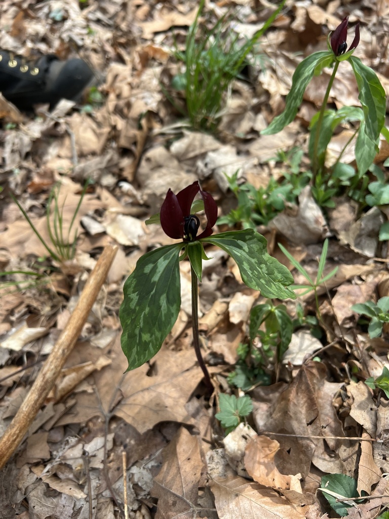 prairie trillium from Hoosier National Forest, English, IN, US on April ...
