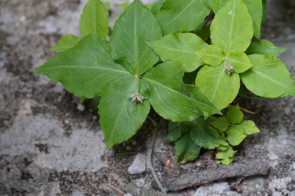 Heterophylly false-starwort (Pseudostellaria heterophylla) - Botanical ...