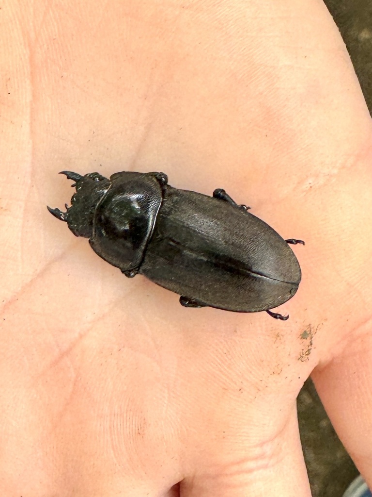 Dorcus rectus rectus from 複十字病院, 清瀬市, 東京都, JP on June 13, 2024 at 10:59 ...