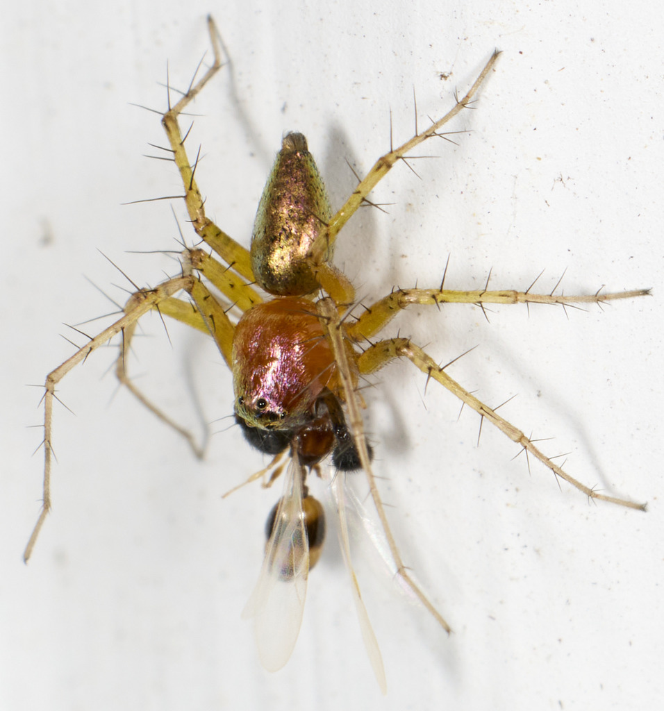 Striped Lynx Spider from College Hill, Cincinnati, OH, USA on June 13 ...
