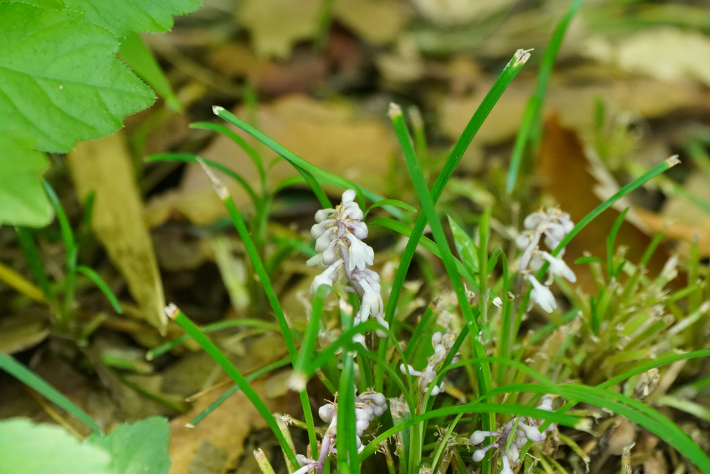 Dwarf Lily-turf from 桜ヶ丘公園 on June 12, 2024 at 11:31 AM by WATANABE ...