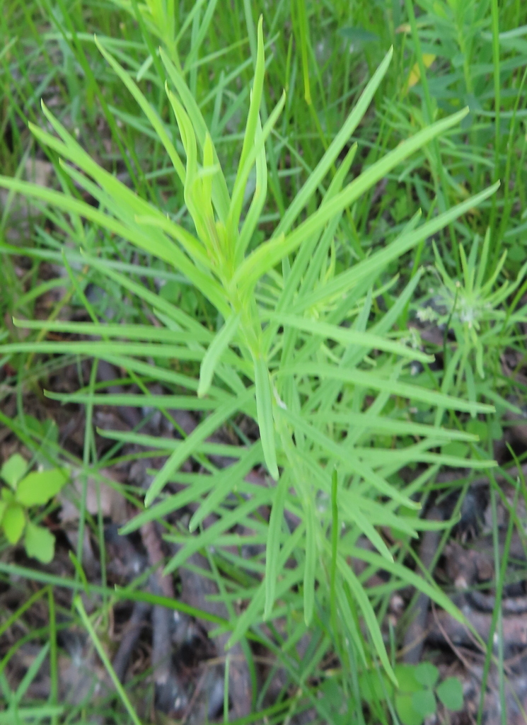 whorled milkweed from Golden Valley, MN, USA on June 1, 2024 at 05:59 ...