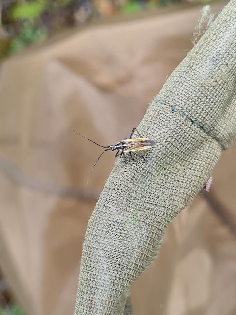 Meadow Plant Bug from Thiant Place, 59224 Thiant, France on June 13 ...