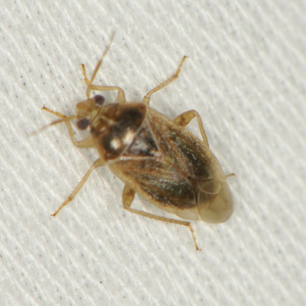 Agnocoris in June 2024 by Elliott Gordon · iNaturalist