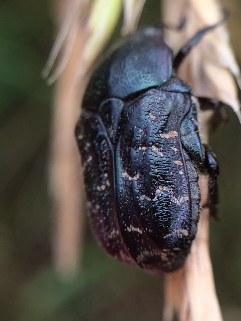 Dark Flower Scarab from Bell County, TX, USA on May 20, 2019 at 11:24 ...