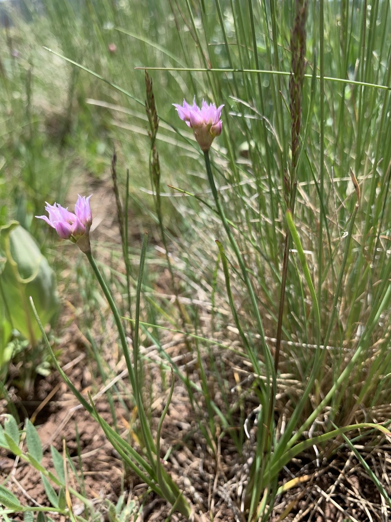 Geyer's Onion (Common Flora & Fauna of Turnbull National Wildlife ...