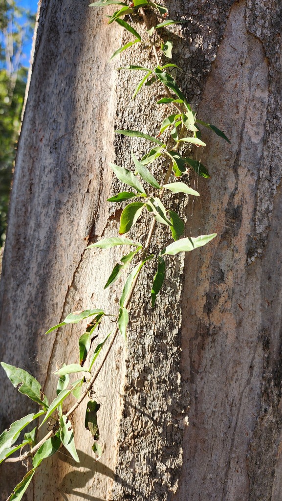 Catclaw vine from Mount Coot-Tha QLD 4066, Australia on June 14, 2024 ...