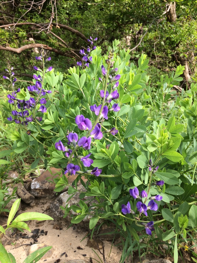 tall blue wild indigo from Daniel Boone National Forest, Stearns, KY ...