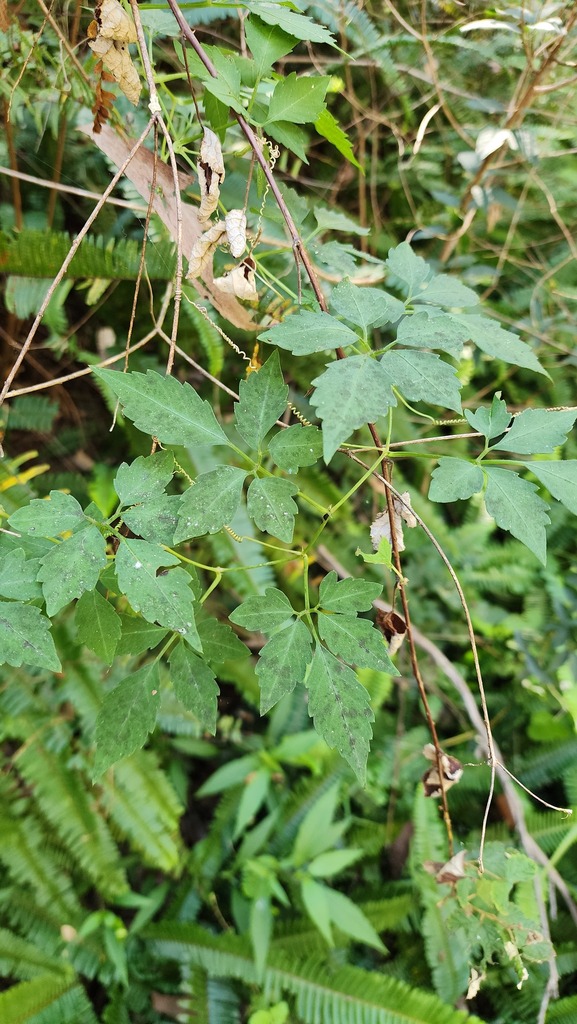 Slender Grape from Mount Coot-Tha QLD 4066, Australia on June 14, 2024 ...