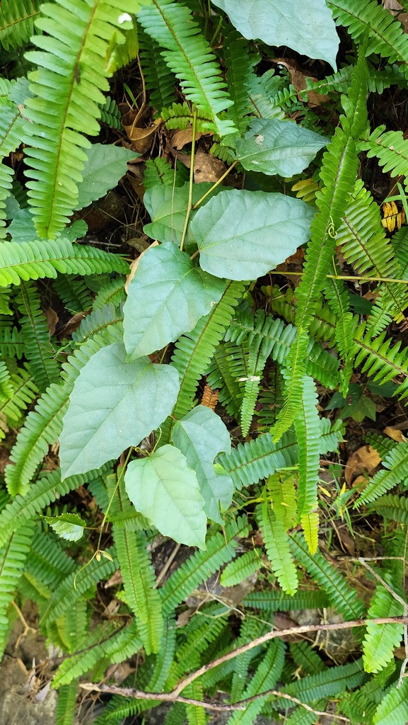 Kangaroo Vine from Mount Coot-Tha QLD 4066, Australia on June 14, 2024 ...