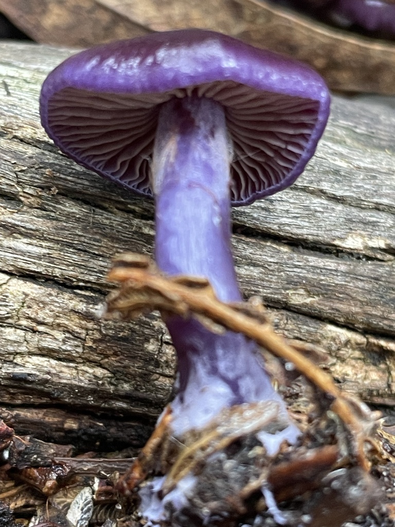 Webcaps from Red Hill Ward, Boneo, VIC, AU on June 14, 2024 at 02:41 PM ...