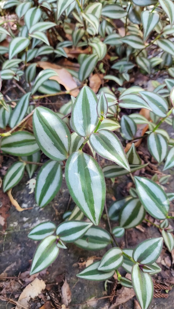 inchplant from Mount Coot-Tha QLD 4066, Australia on June 14, 2024 at ...