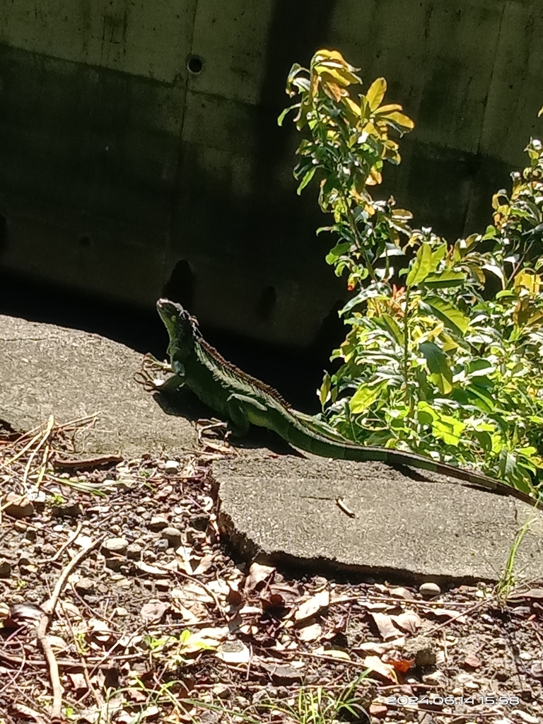 Green Iguana from Kaohsiung, TW-KH, TW on June 14, 2024 at 03:58 PM by ...