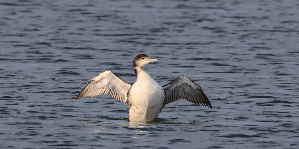 Common Loon from Suffolk County, NY, USA on June 12, 2024 at 06:15 PM ...