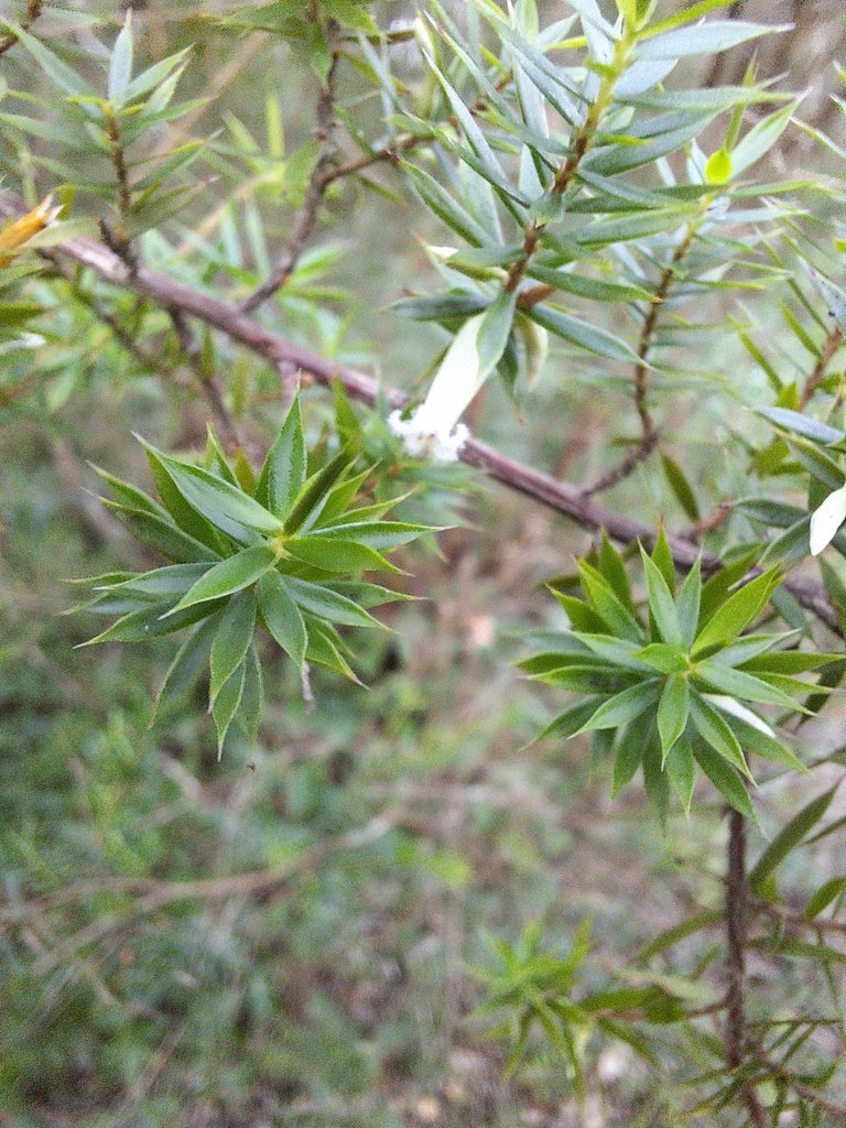 Prickly Beard-heath from Clagiraba QLD 4211, Australia on June 14, 2024 ...