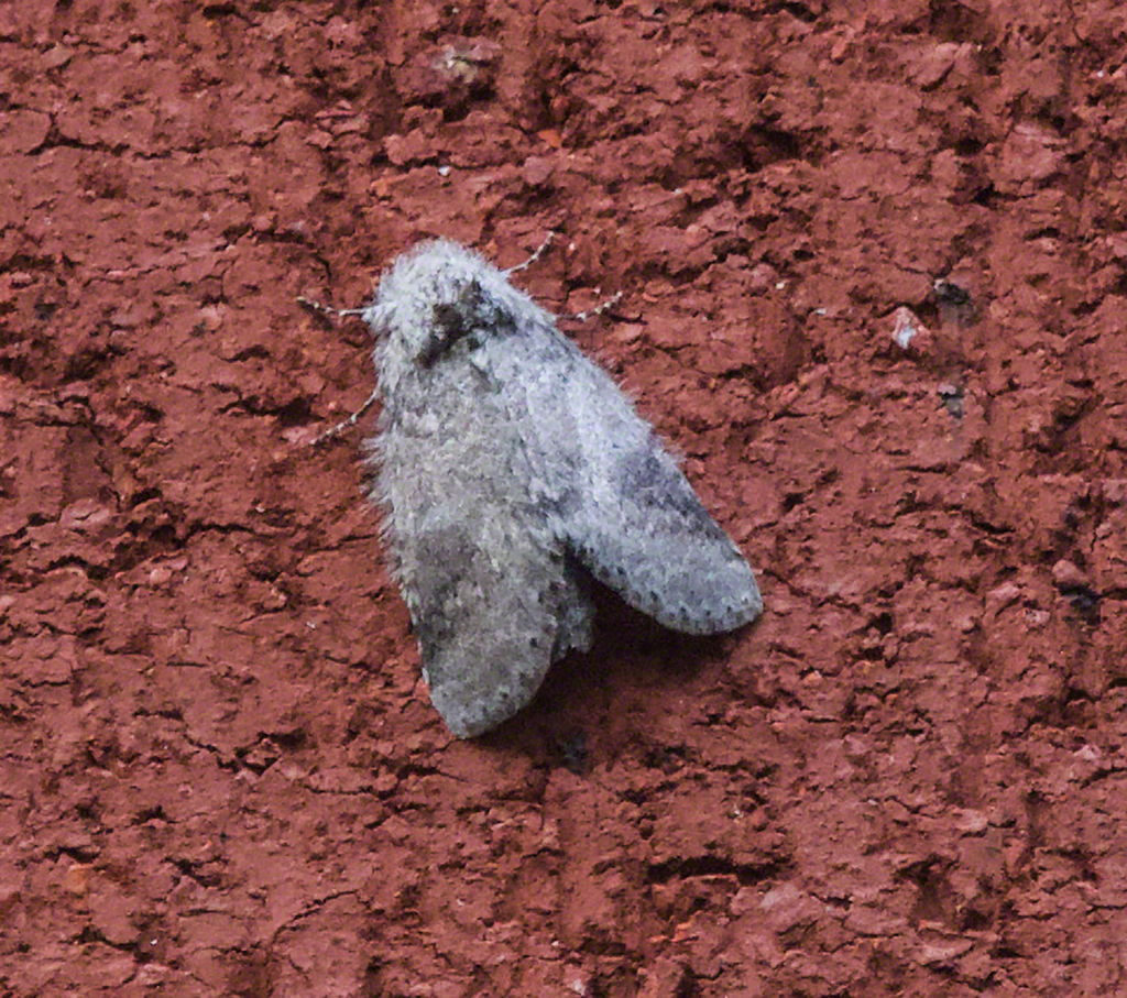 Variable Oakleaf Caterpillar Moth from Goochland County, VA, USA on ...