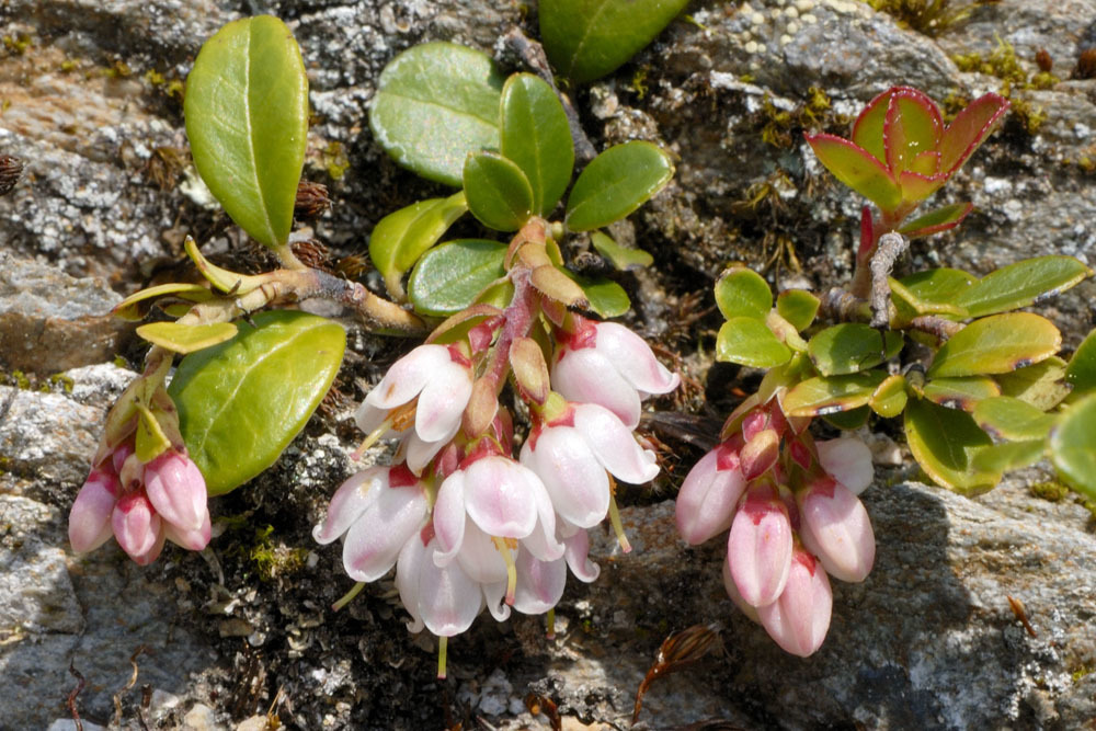 Lingonberry from Val Sanguigno (BG), Italia on May 21, 2011 at 11:47 AM ...
