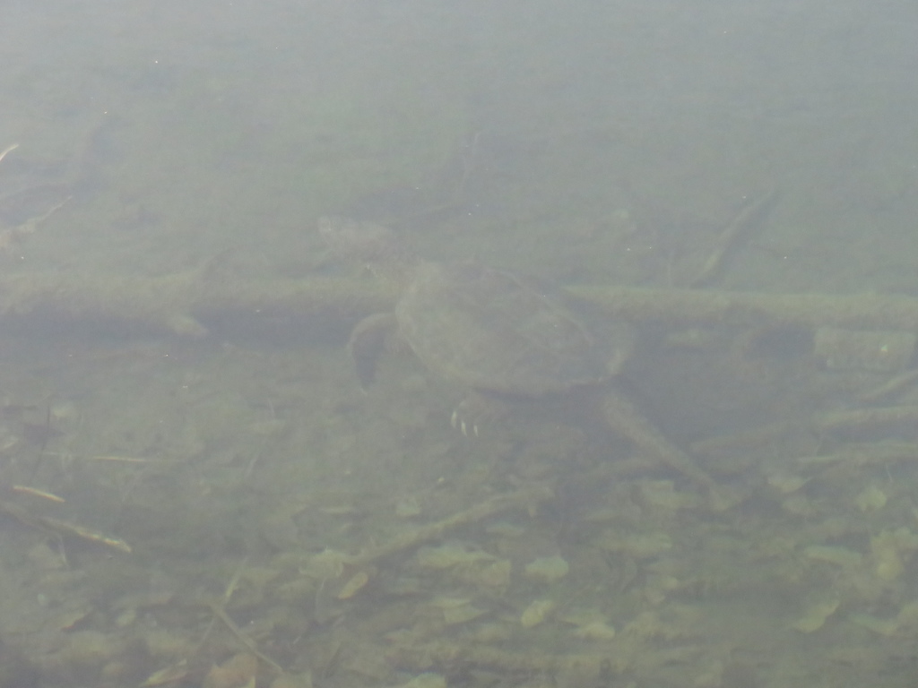 Common Snapping Turtle from Fort Collins, CO, USA on April 9, 2019 at ...
