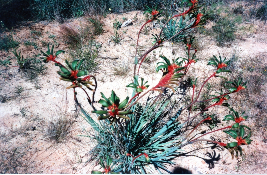Kangaroo paws from West Binnu WA 6532, Australia on September 5, 2000 ...