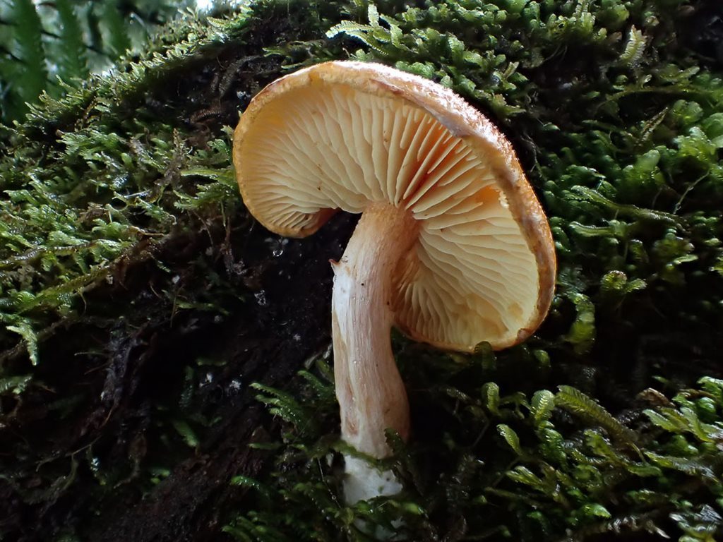 Gymnopilus allantopus from 1885 Grand Ridge Road, Balook VIC 3971 ...