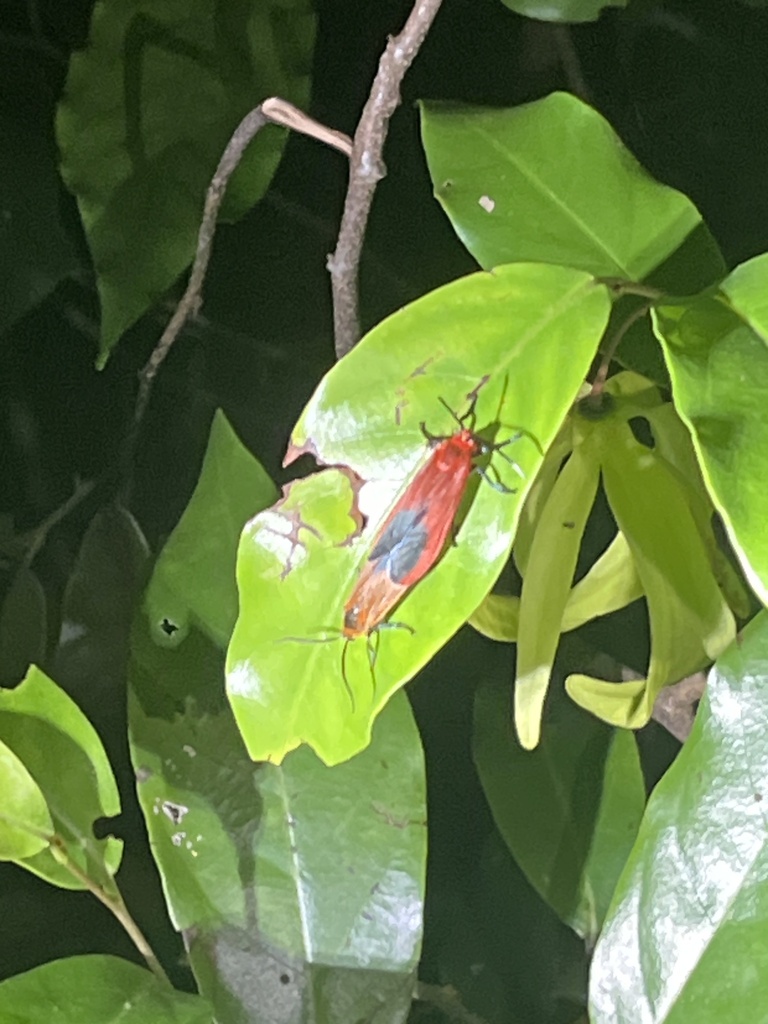 Phauda flammans from Hong Kong Island, Shek Tong Tsui, Hong Kong Island ...