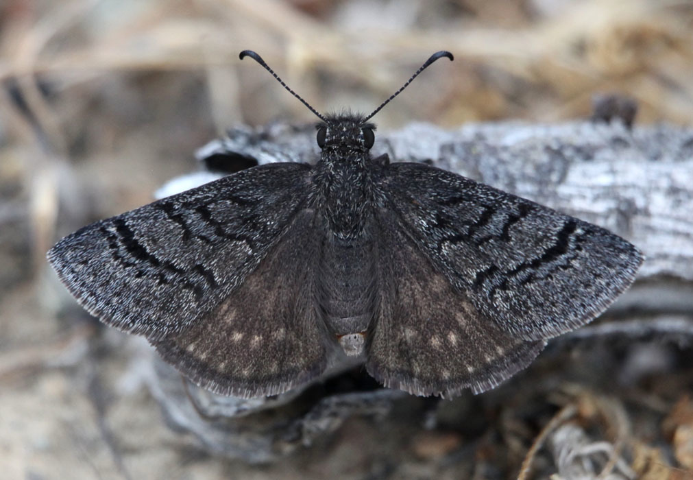Sleepy Duskywing (Minute Man National Historical Park Butterfly Guide 🦋 ...