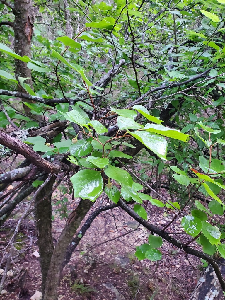 Sycamore-leaf Snowbell in June 2024 by Eric Keith · iNaturalist