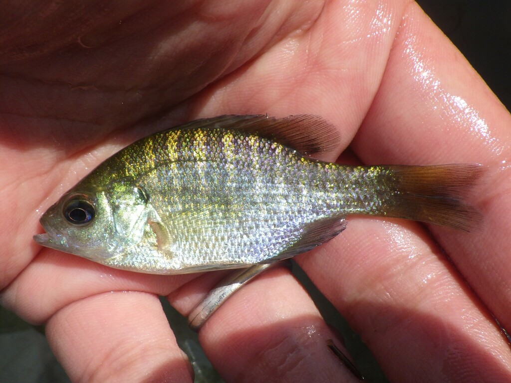Bluegill from 日本、〒630-0101 奈良県生駒市高山町 on August 11, 2018 at 10:29 AM by ...