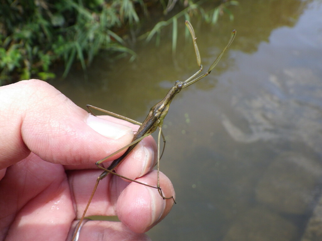 Ranatra chinensis in July 2020 by Shin.YD -iKBM · iNaturalist