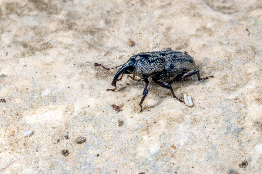 Hunting Billbug from Northeast Carrollton, Carrollton, TX, USA on June ...