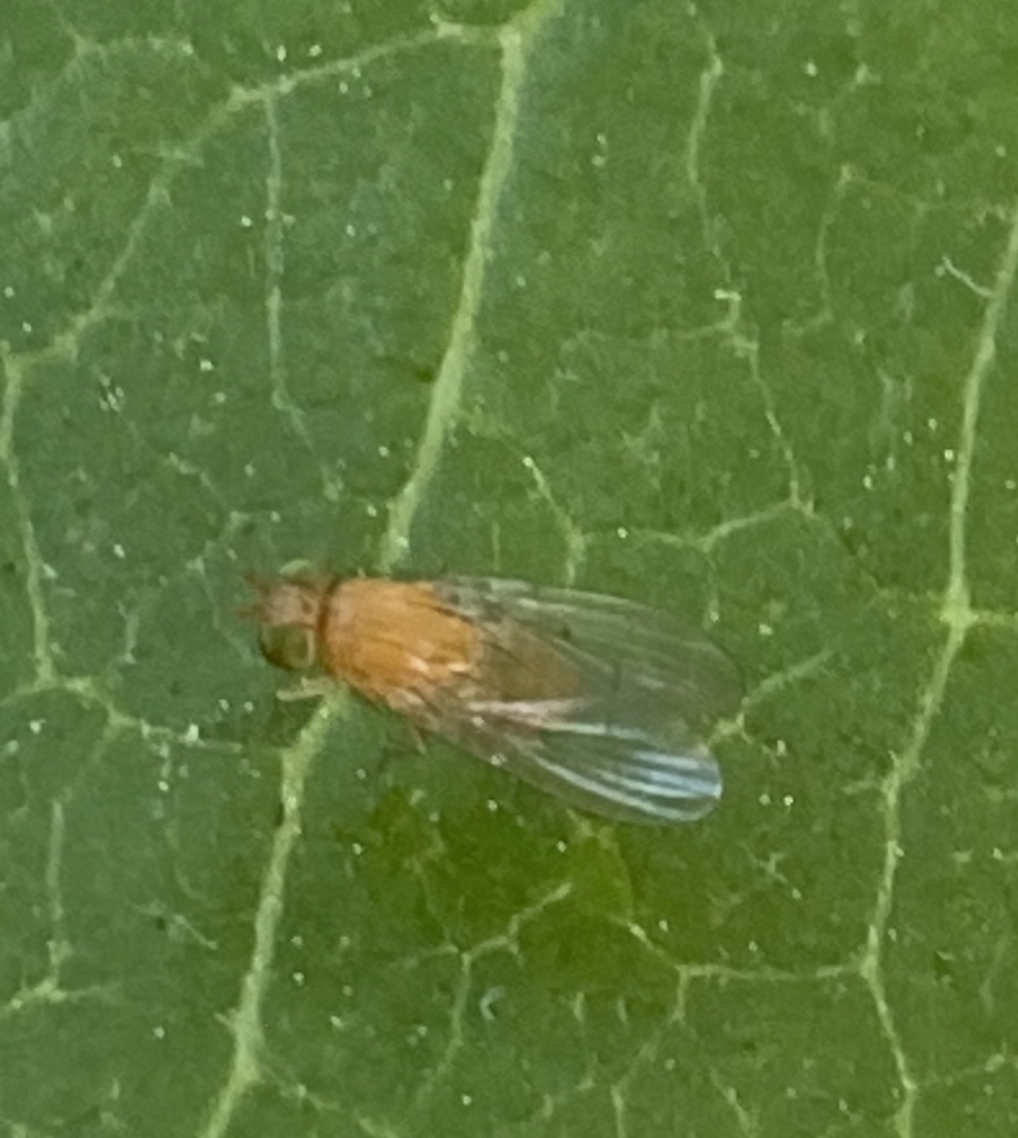 Acalyptrate Flies from Michelle Cir, Baxter, MN, US on June 13, 2024 at ...