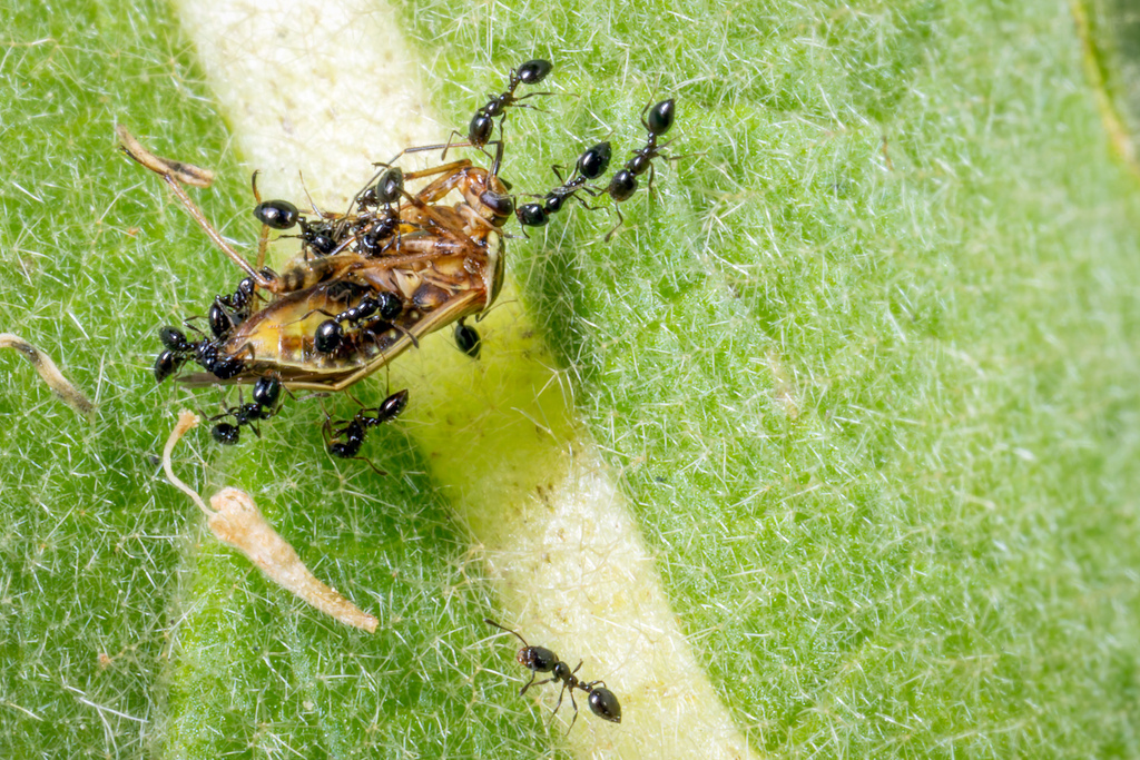 Common Trailing Ant from Northeast Carrollton, Carrollton, TX, USA on ...