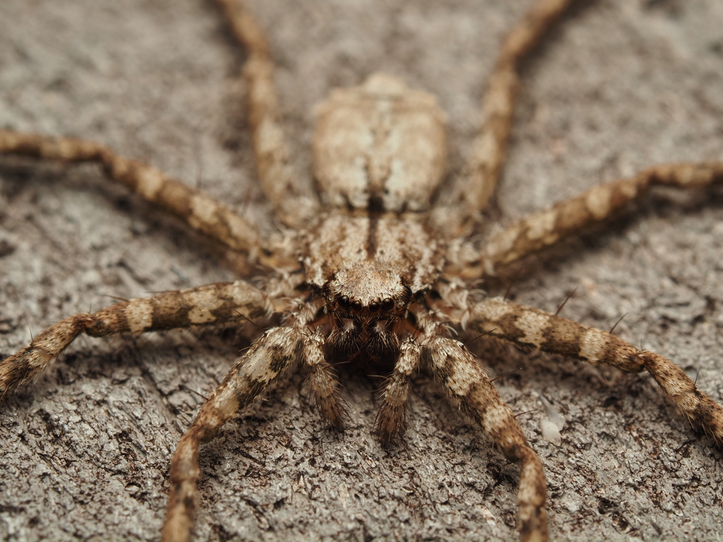 Crescent-eyed Spiders from Miami-Dade County, FL, USA on June 13, 2024 ...