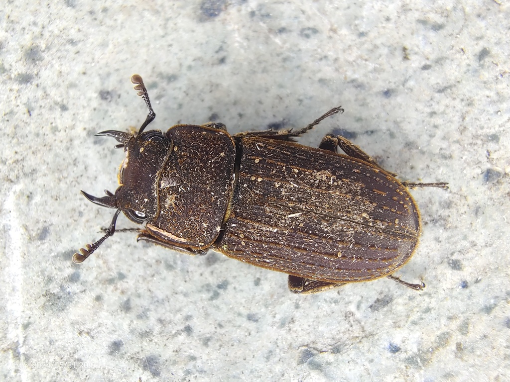 Velutinodorcus velutinus in May 2024 by 小游 · iNaturalist