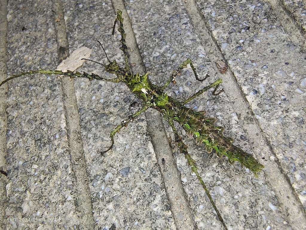 Cnipsomorpha from 中国云南省红河哈尼族彝族自治州金平苗族瑶族傣族自治县 on May 31, 2024 at 08:14 ...