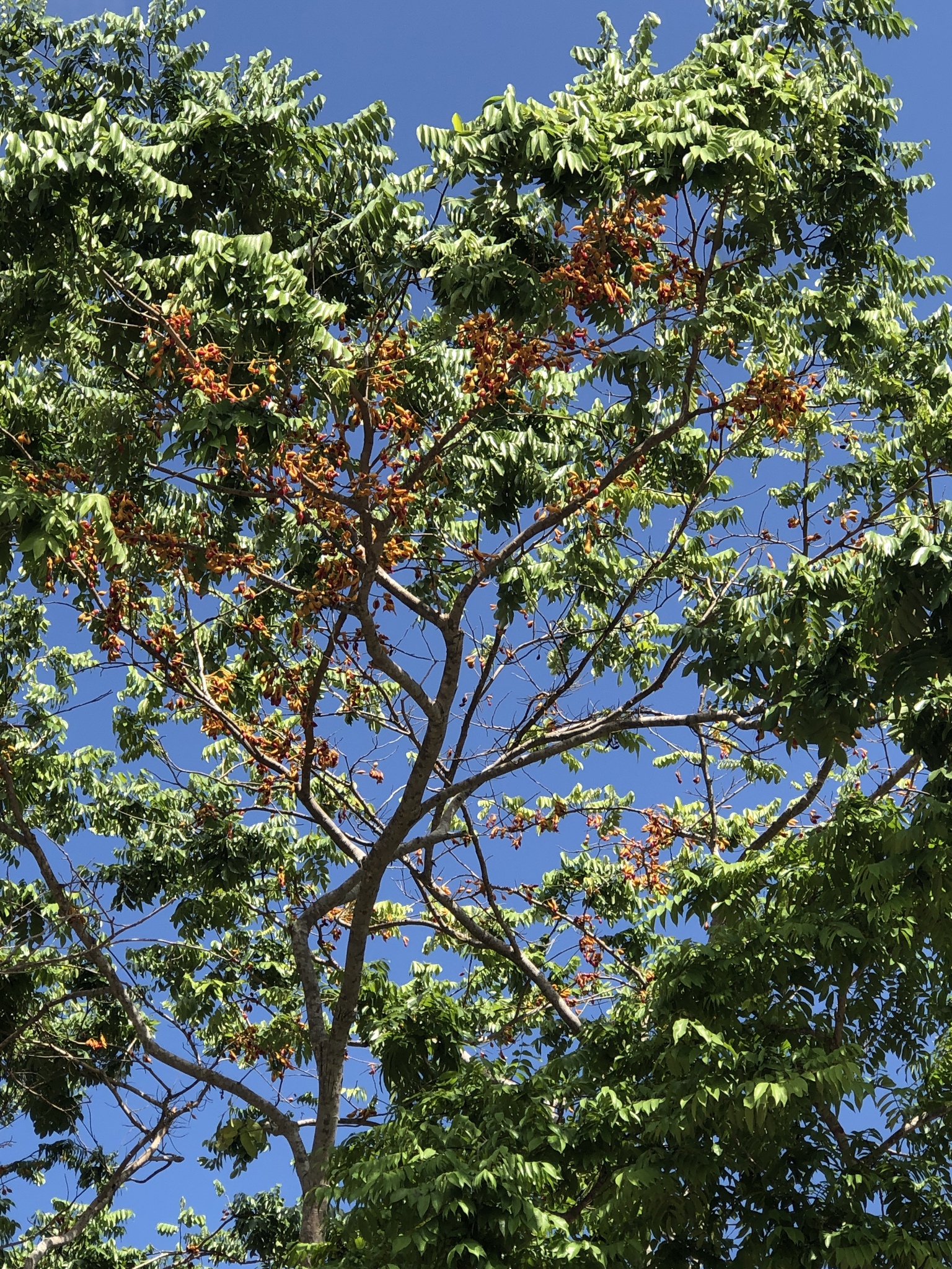 Swartzia cubensis (Britton & P.Wilson) Standl.