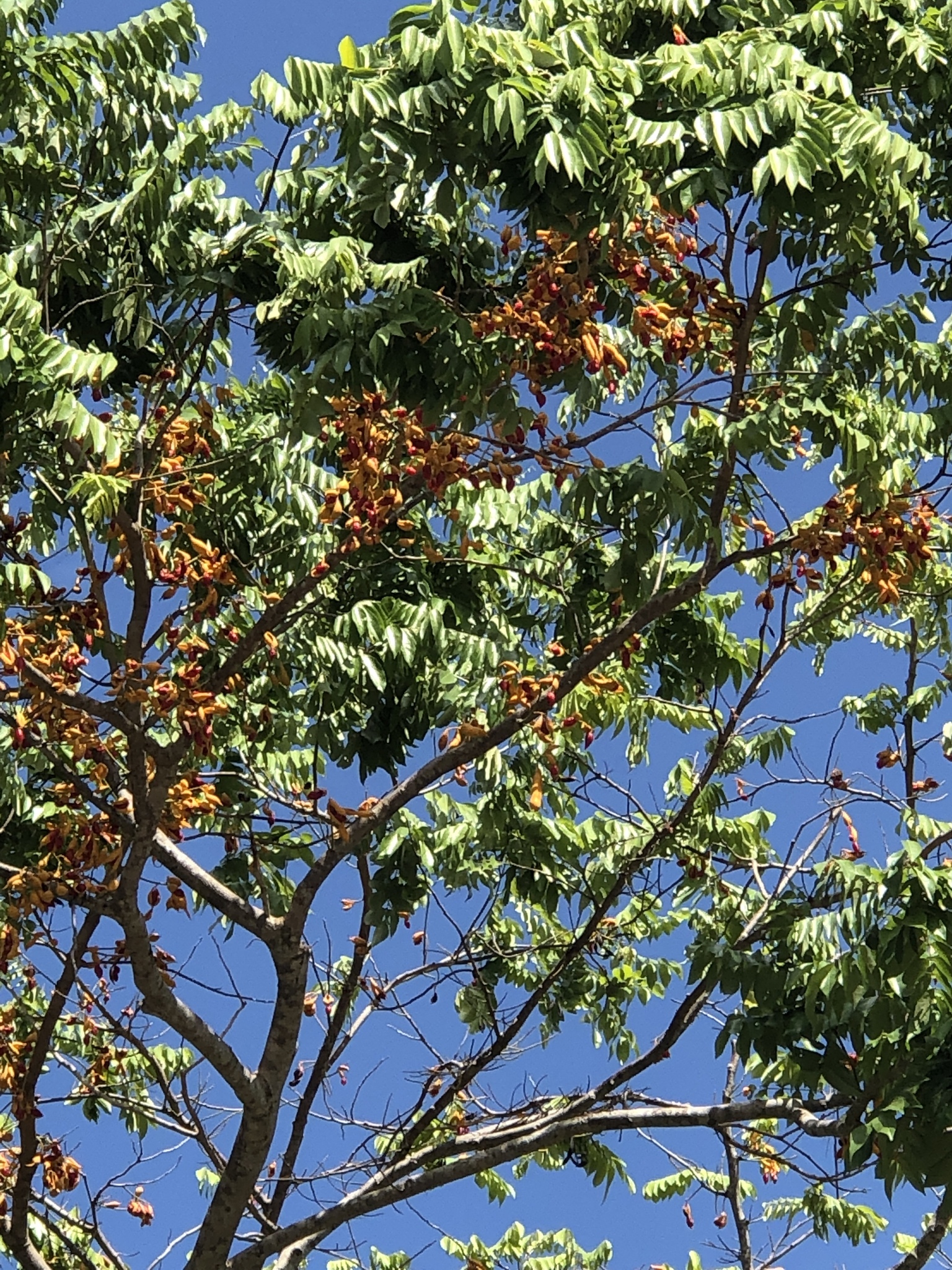 Swartzia cubensis (Britton & P.Wilson) Standl.