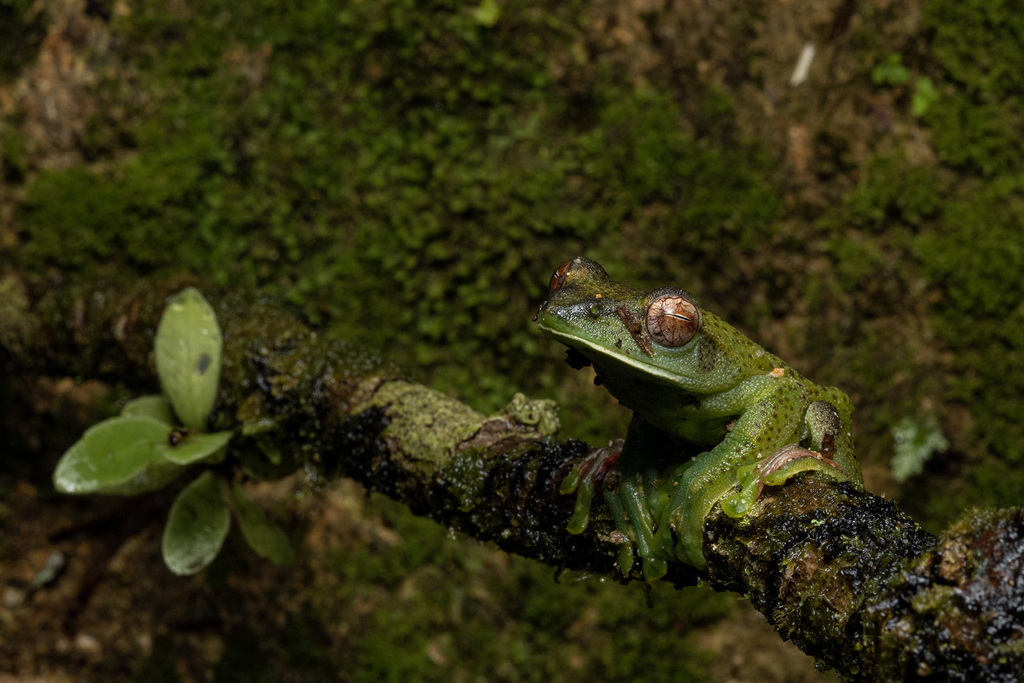 Malayan Flying Frog in April 2024 by muangpaisuetrong · iNaturalist