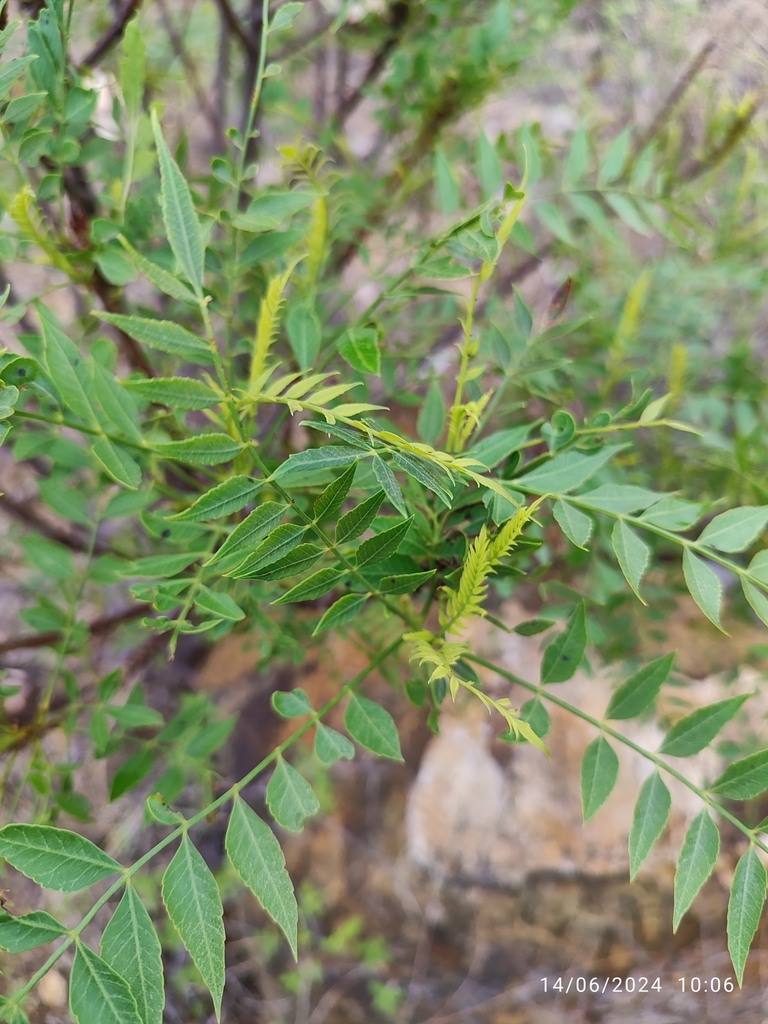 Peruvian Pepper Tree from QF7X+HQ, 71537 San Baltazar Chichicápam, Oax ...